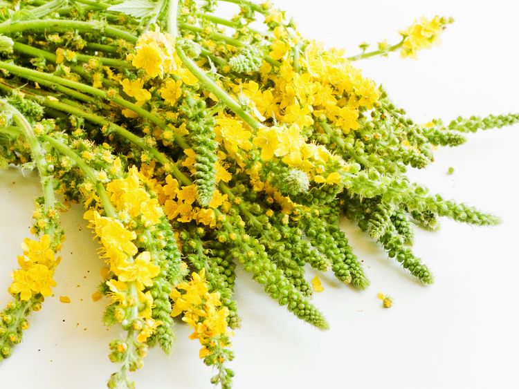 Repíkov herbár repík lekársky